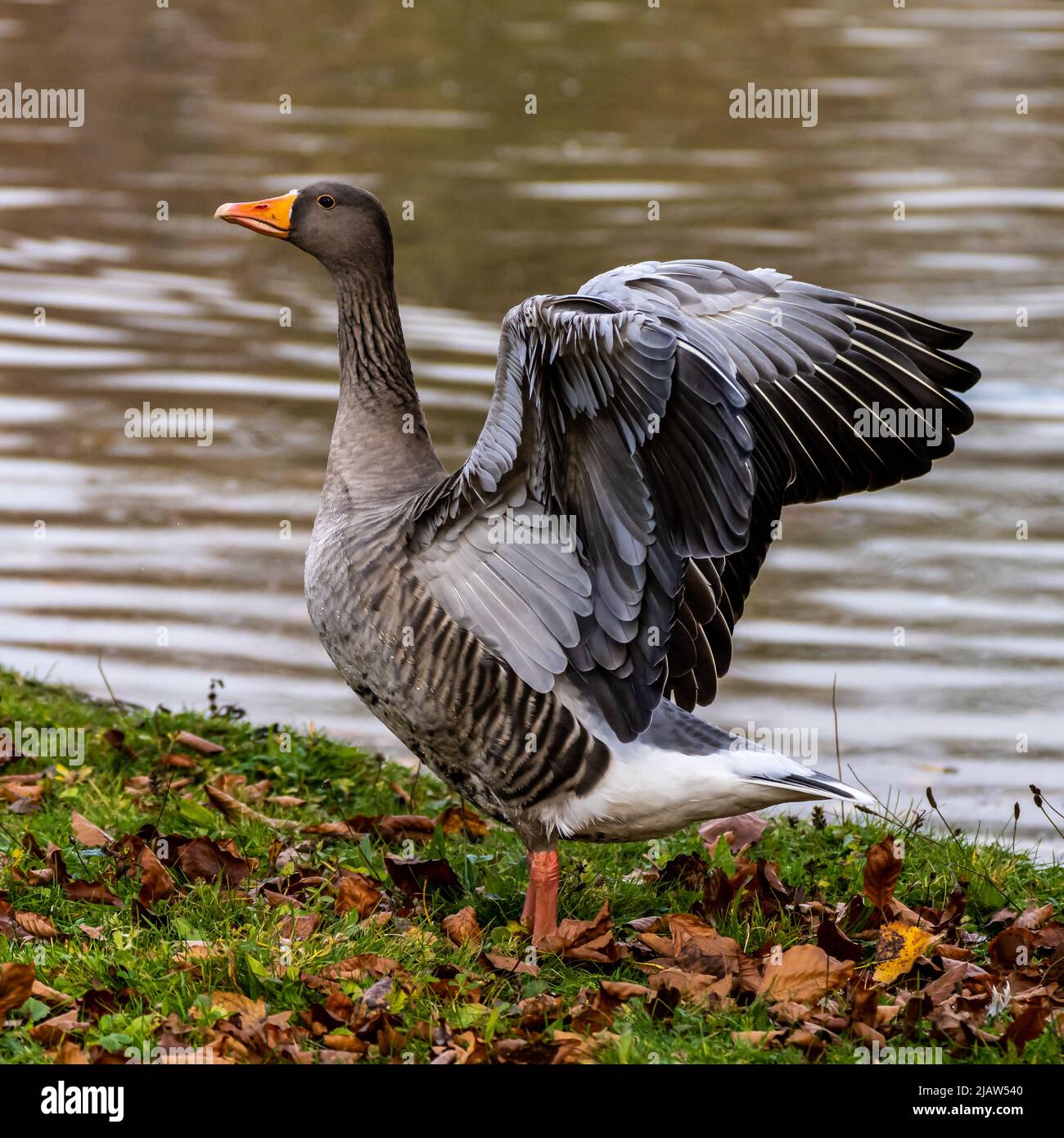 The greylag goose, Anser anser is a species of large goose in the ...