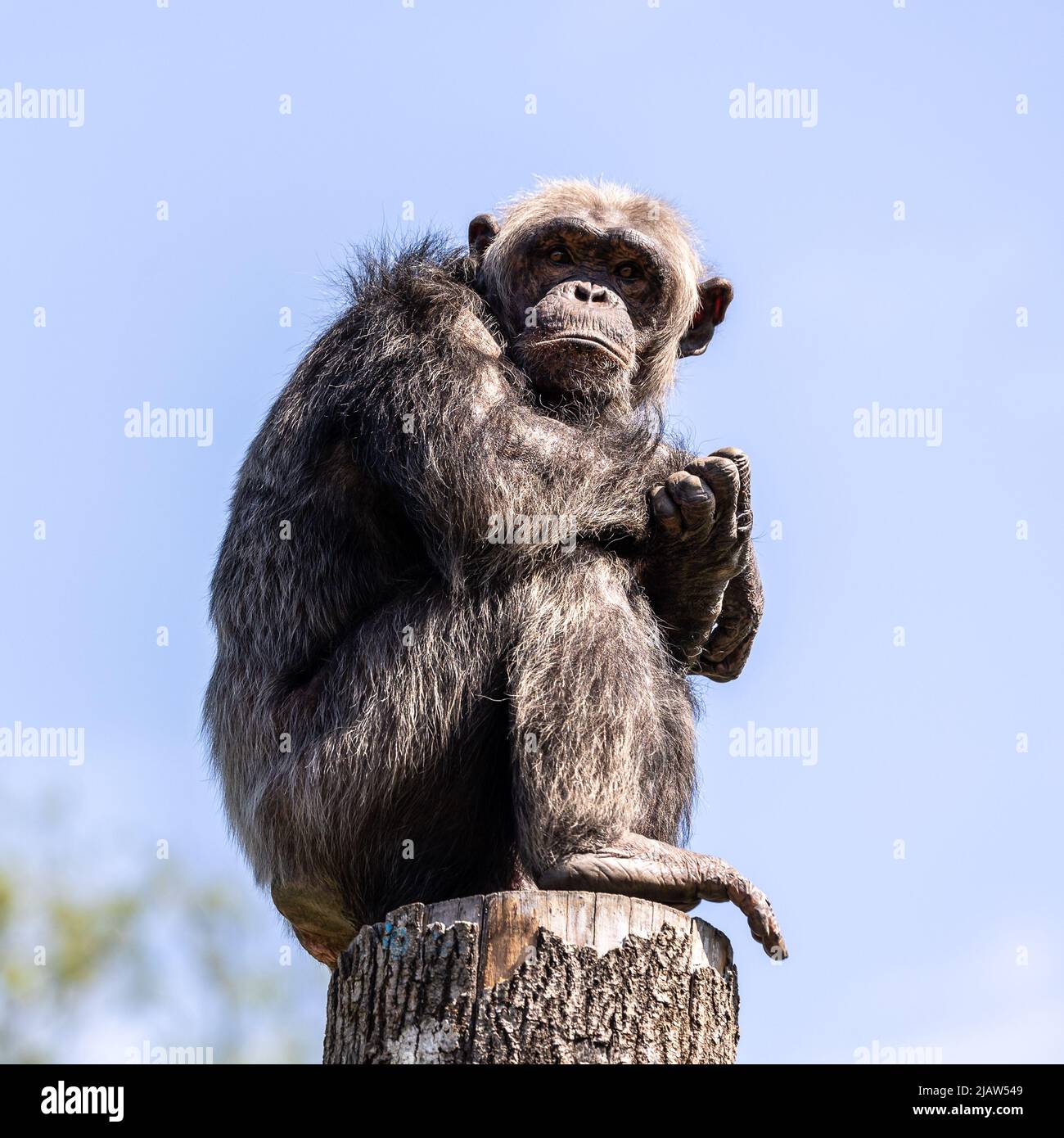 Common Chimpanzee, Pan troglodytes, popular great ape from African ...