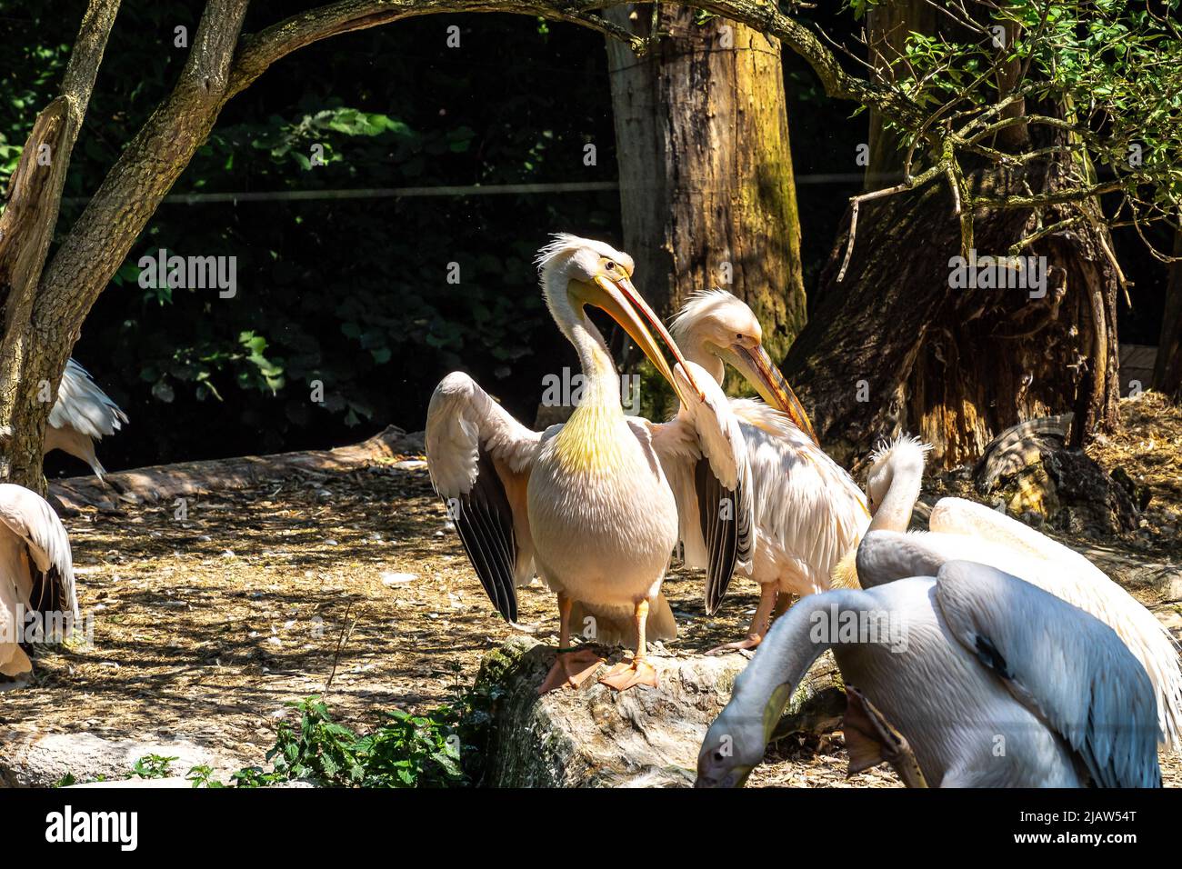 The Great White Pelican, Pelecanus onocrotalus also known as the rosy ...