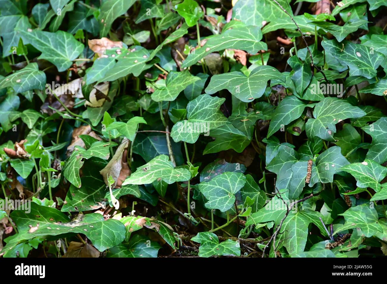Vain of leaves hi-res stock photography and images - Alamy