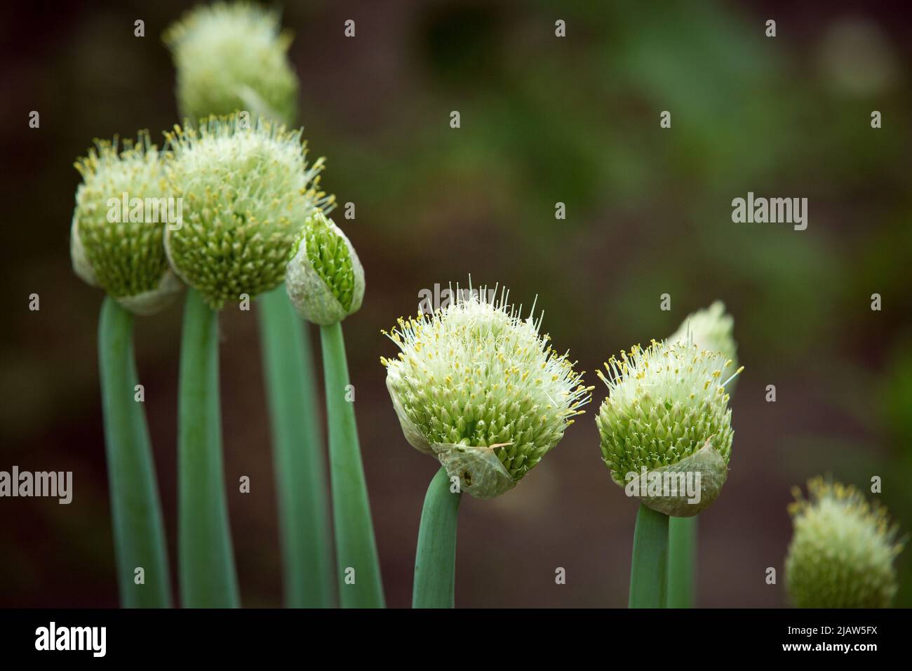 Close up of blooming scallion flower (also known as green onions or ...