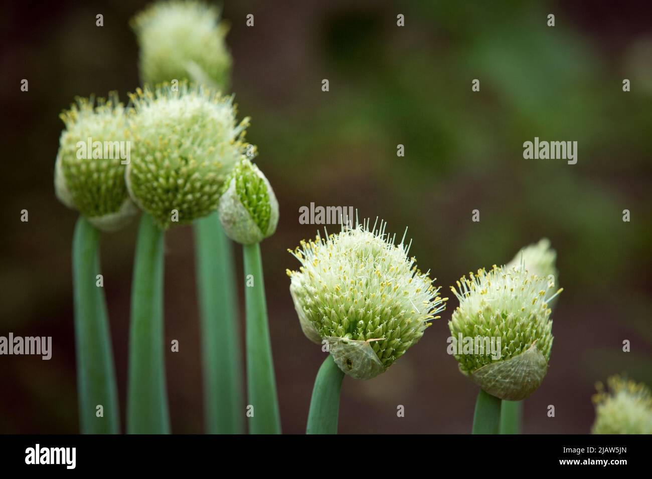 Scallion flowers hi-res stock photography and images - Alamy