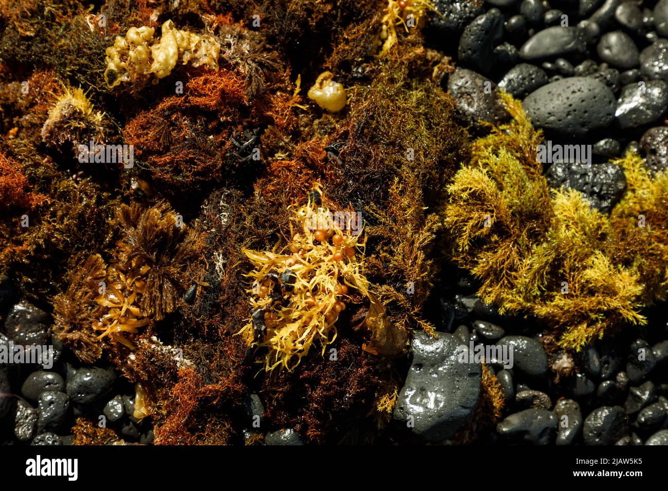 seaweed and lichens on a pebble beach Stock Photo - Alamy