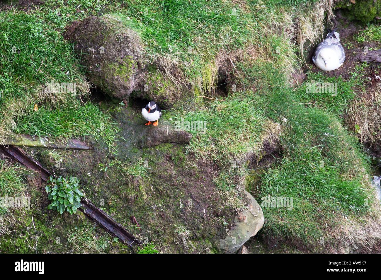 Dunnet head bird hi-res stock photography and images - Alamy