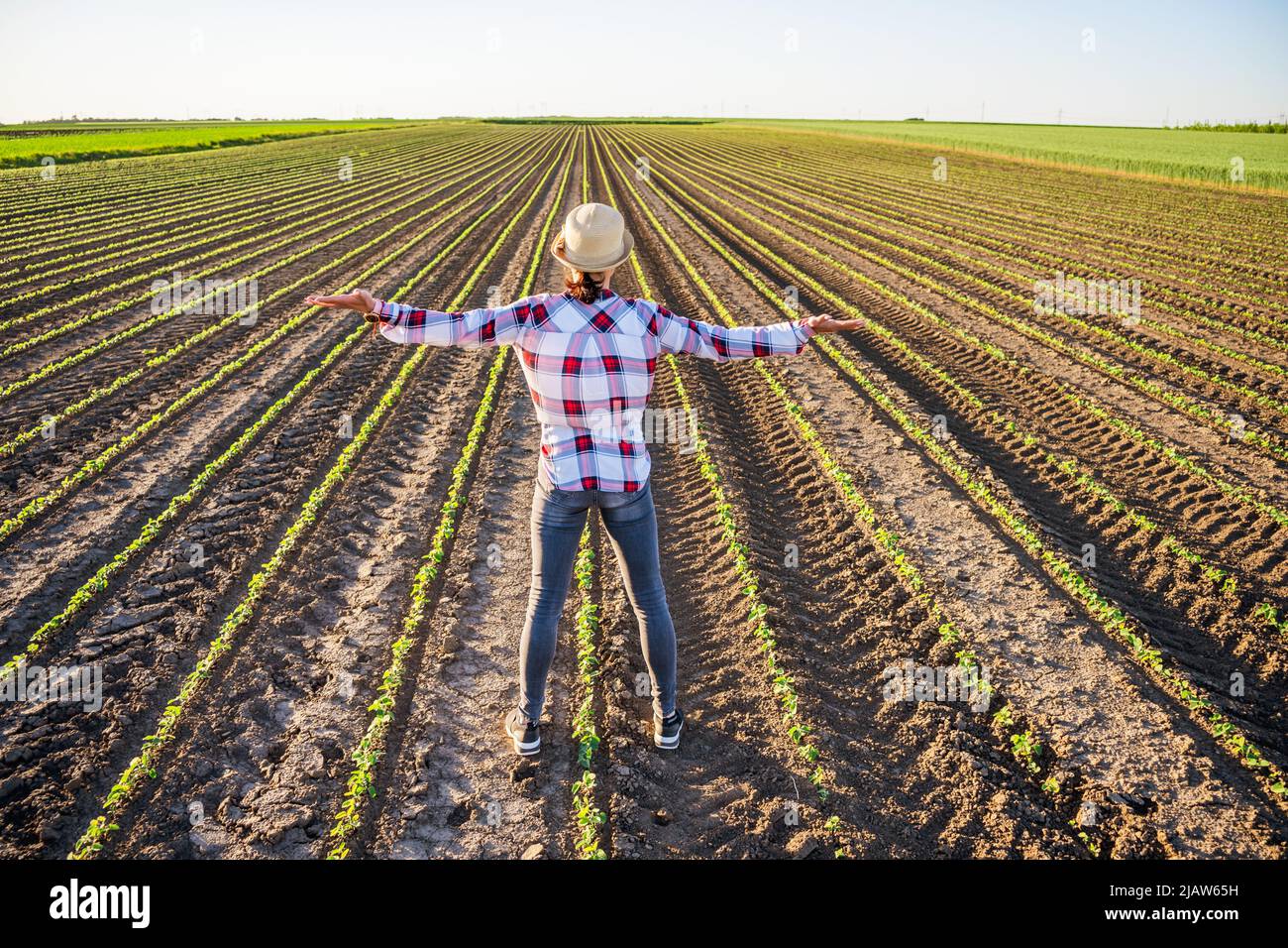 Female farmer is cultivating soybean on her land Stock Photo - Alamy