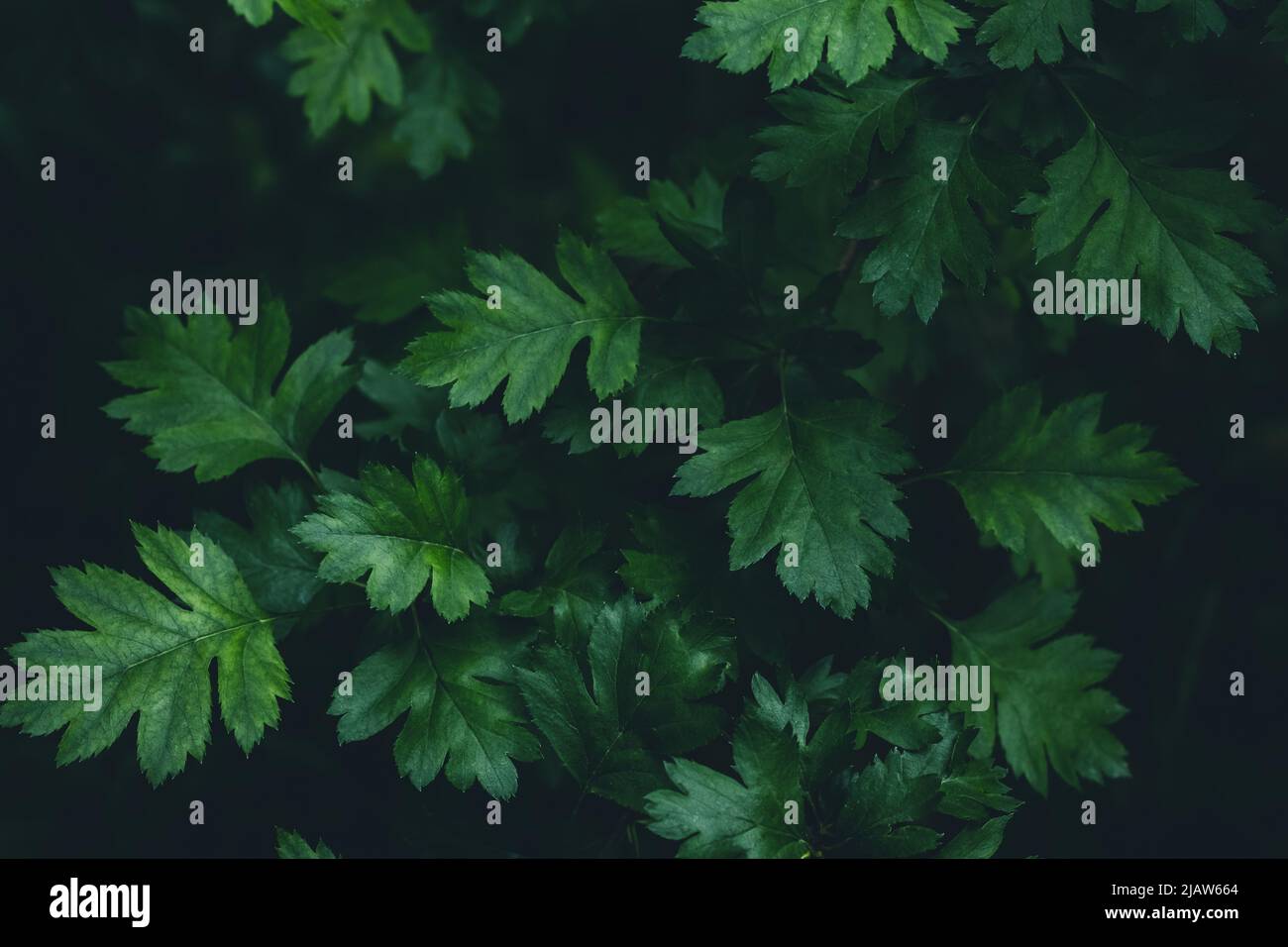 Green leaves pattern, summer natural plants background, wallpaper. Dark ...