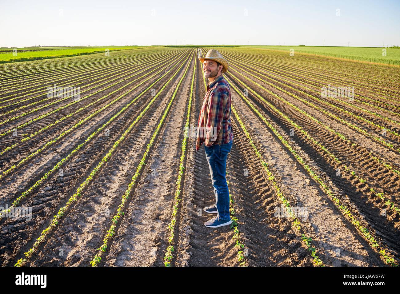 Farmer is cultivating soybean on his land Stock Photo - Alamy