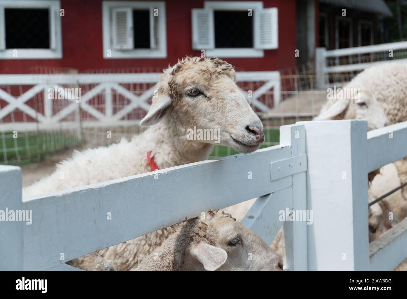 the sheep in the farm barn are so adorable Stock Photo - Alamy
