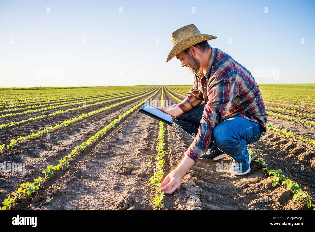 Farmer is cultivating soybean on his land. He is examining progress of ...