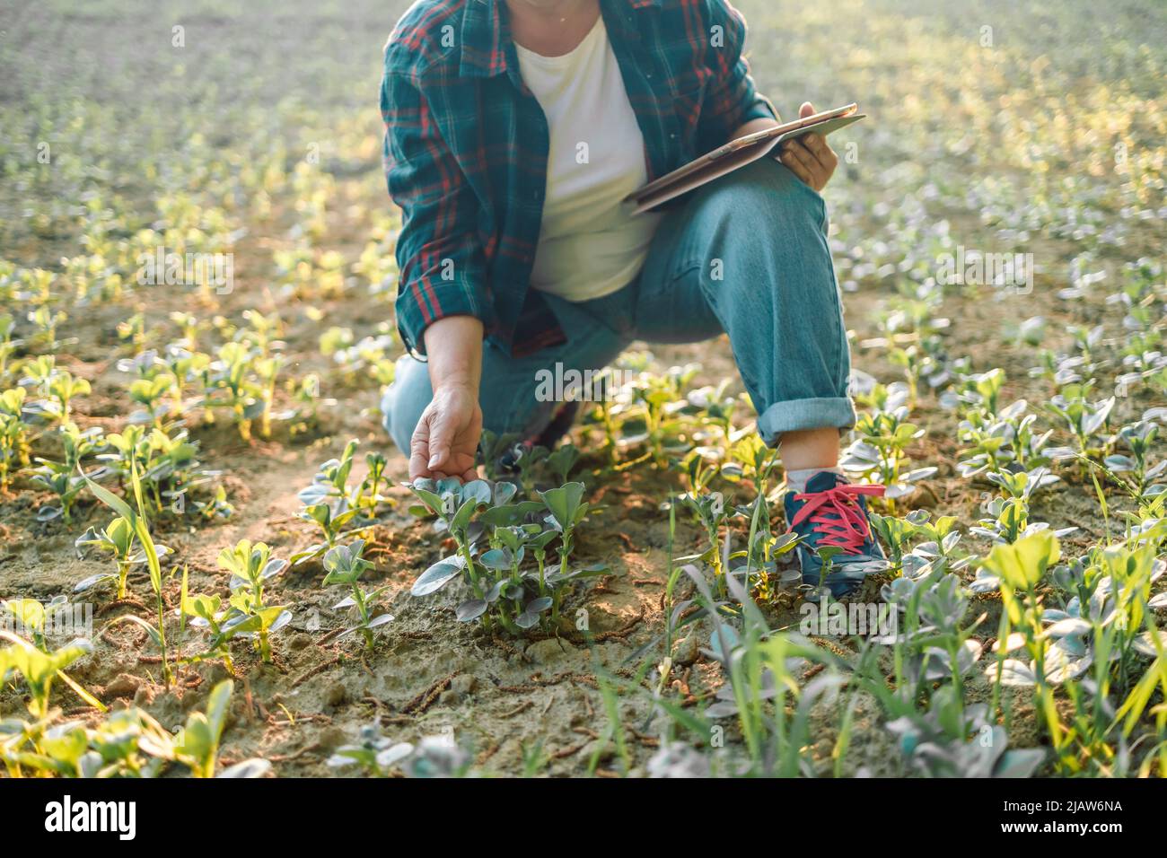 Farmer using digital tablet in soy field, smart farming concept of soy ...