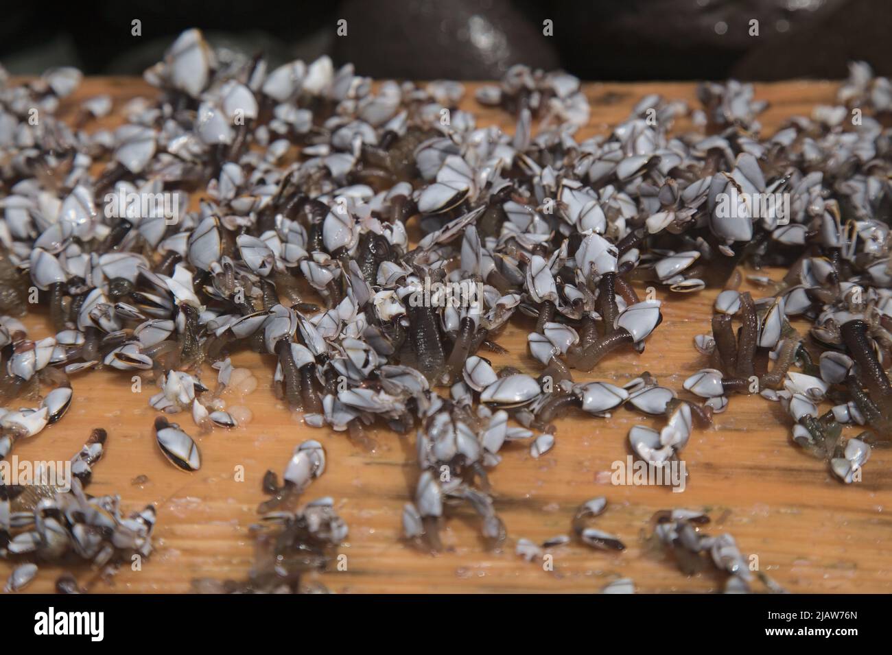 Fauna of Atlantic ocean around Canary Islands - Goose neck barnacles ...