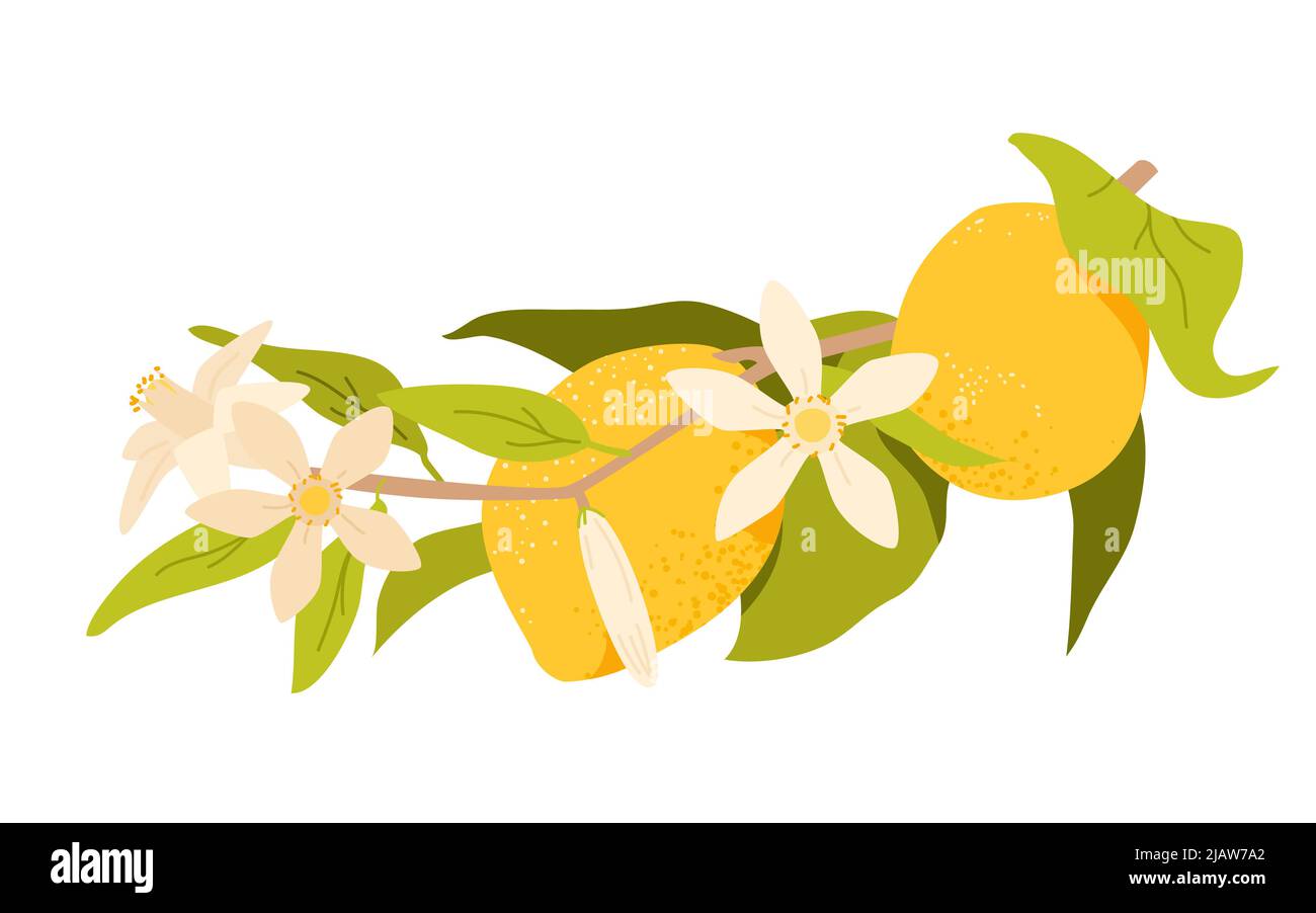 Lemon tree blossom Stock Vector Images - Alamy