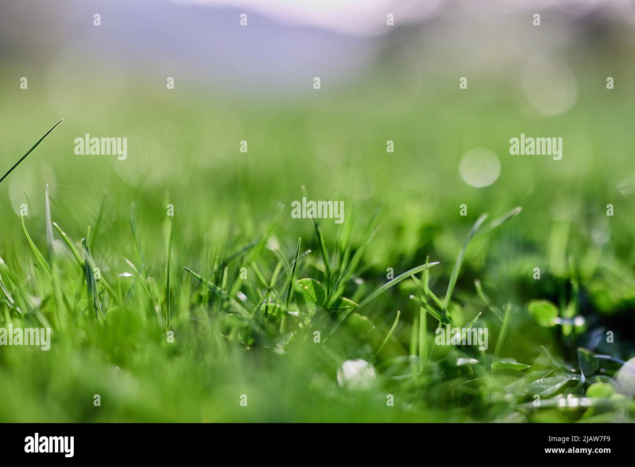 Green summer grass in the rays of sunlight, preserving the nature of ...