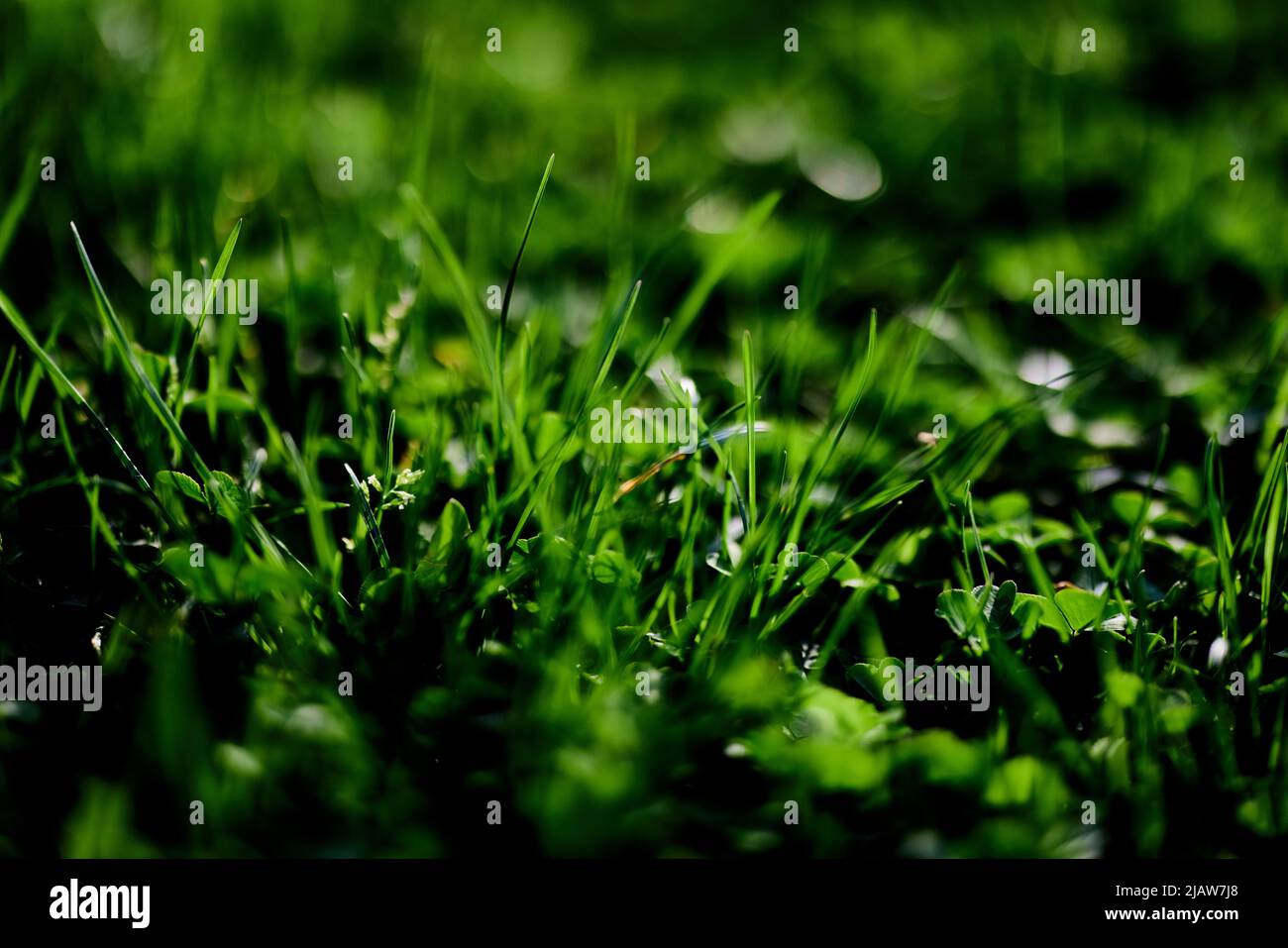 Green lawn grass close-up of the leaves of the grass. Nature ...