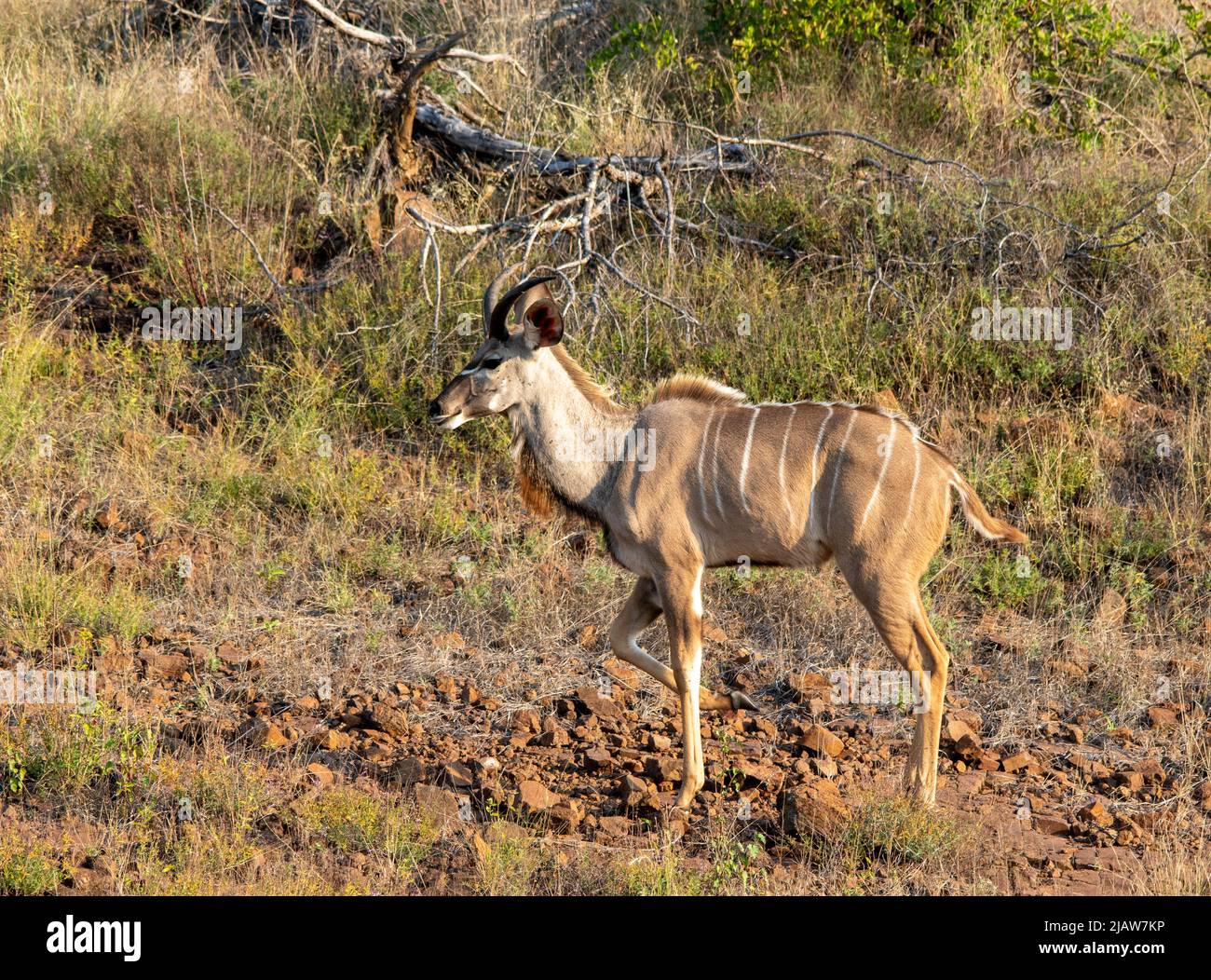 A young kudu bull walks up a ridge in the African bush Stock Photo - Alamy