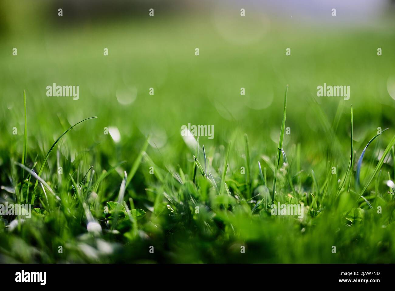 Green lawn grass close-up of the leaves of the grass. Nature ...