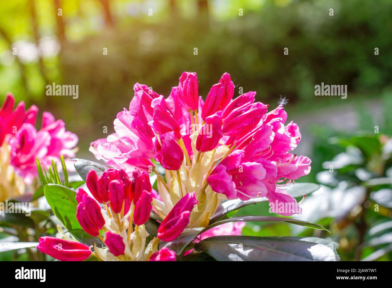 Bright pink Rhododendron hybridum Cosmopolitan blossoming flowers with ...