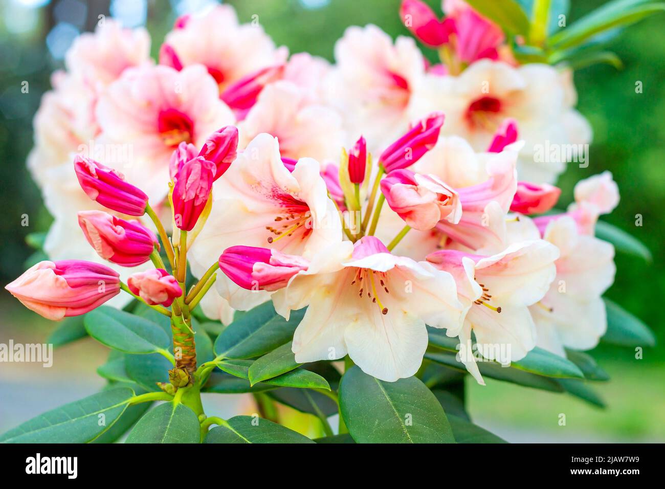 Bright white and pink Rhododendron hybridum Hania blossoming flowers ...