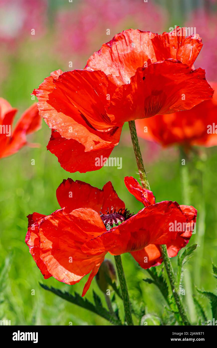 Red poppy close-up. Flowers in garden in sun. Growing medical plant ...