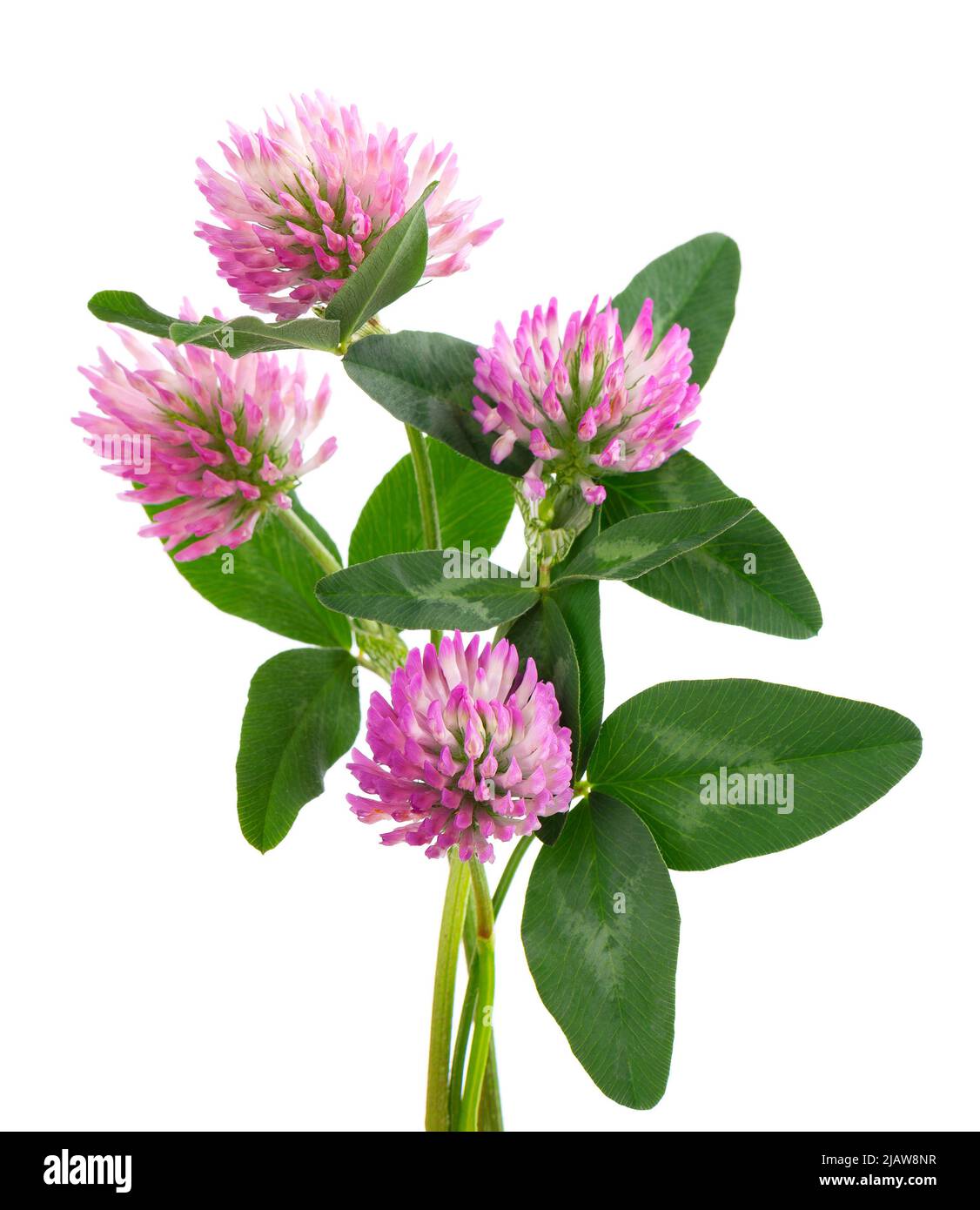 Clover flowers on a stem with green leaves, isolated on white ...
