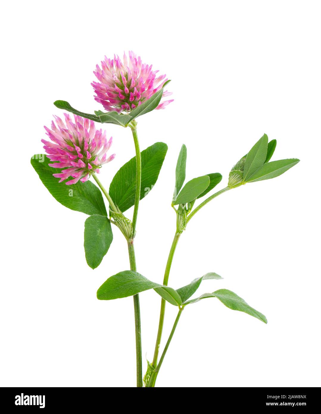 Clover flowers on a stem with green leaves, isolated on white ...