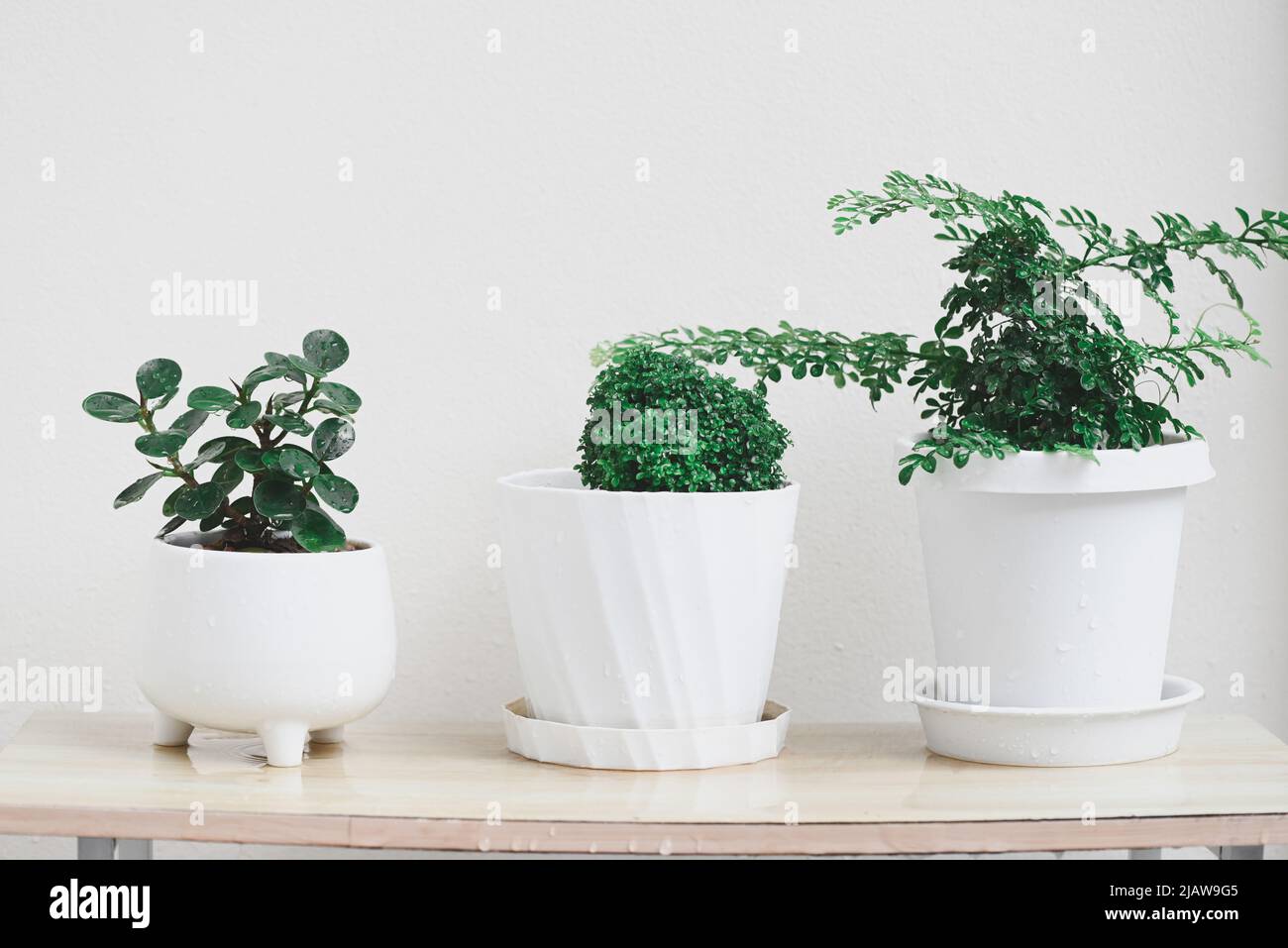 small trees in white pots for decoration in home garden , minimal plant ...