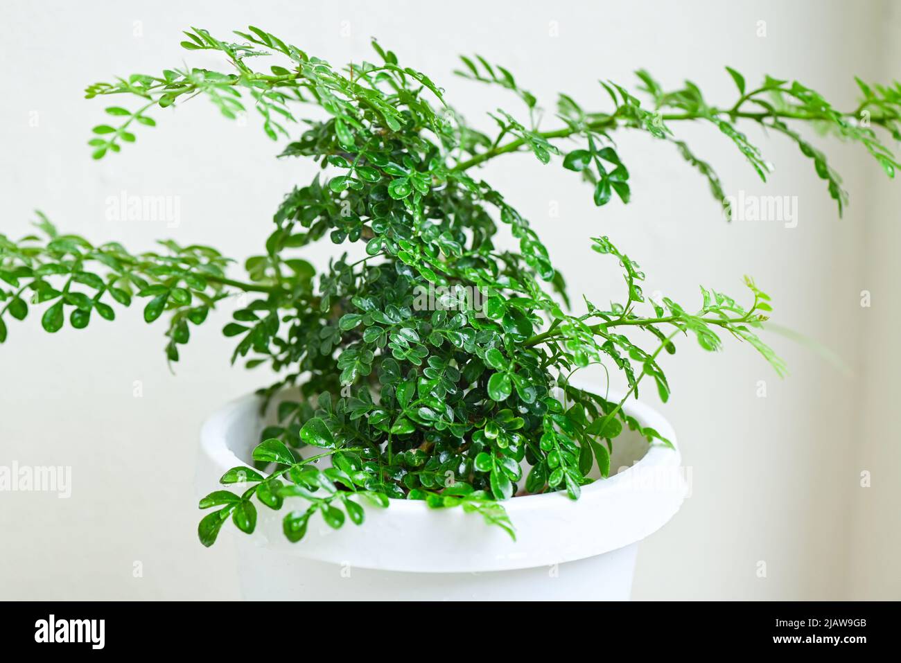 small trees in white pots for decoration in home garden , minimal plant ...