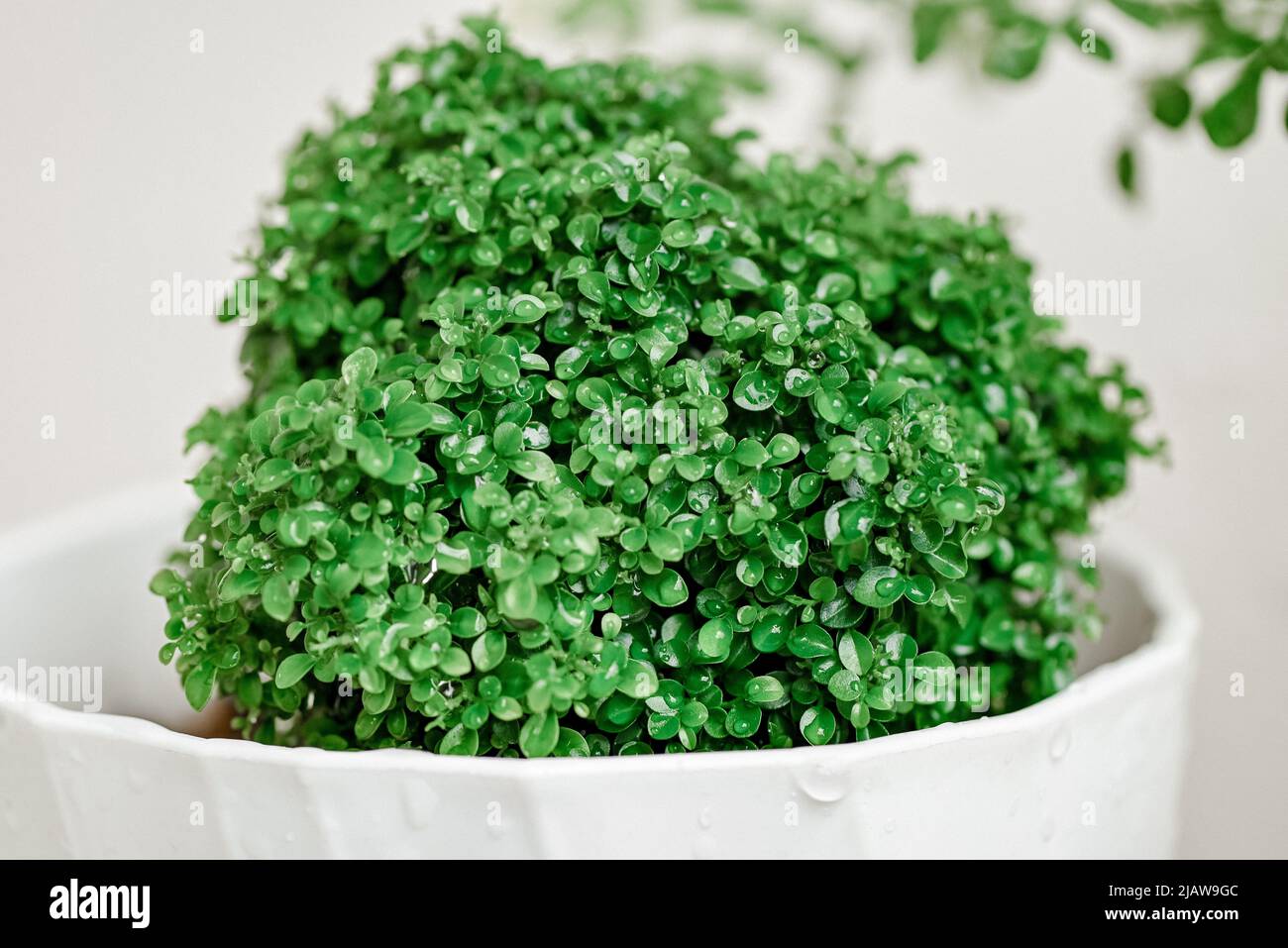 small trees in white pots for decoration in home garden , minimal plant ...