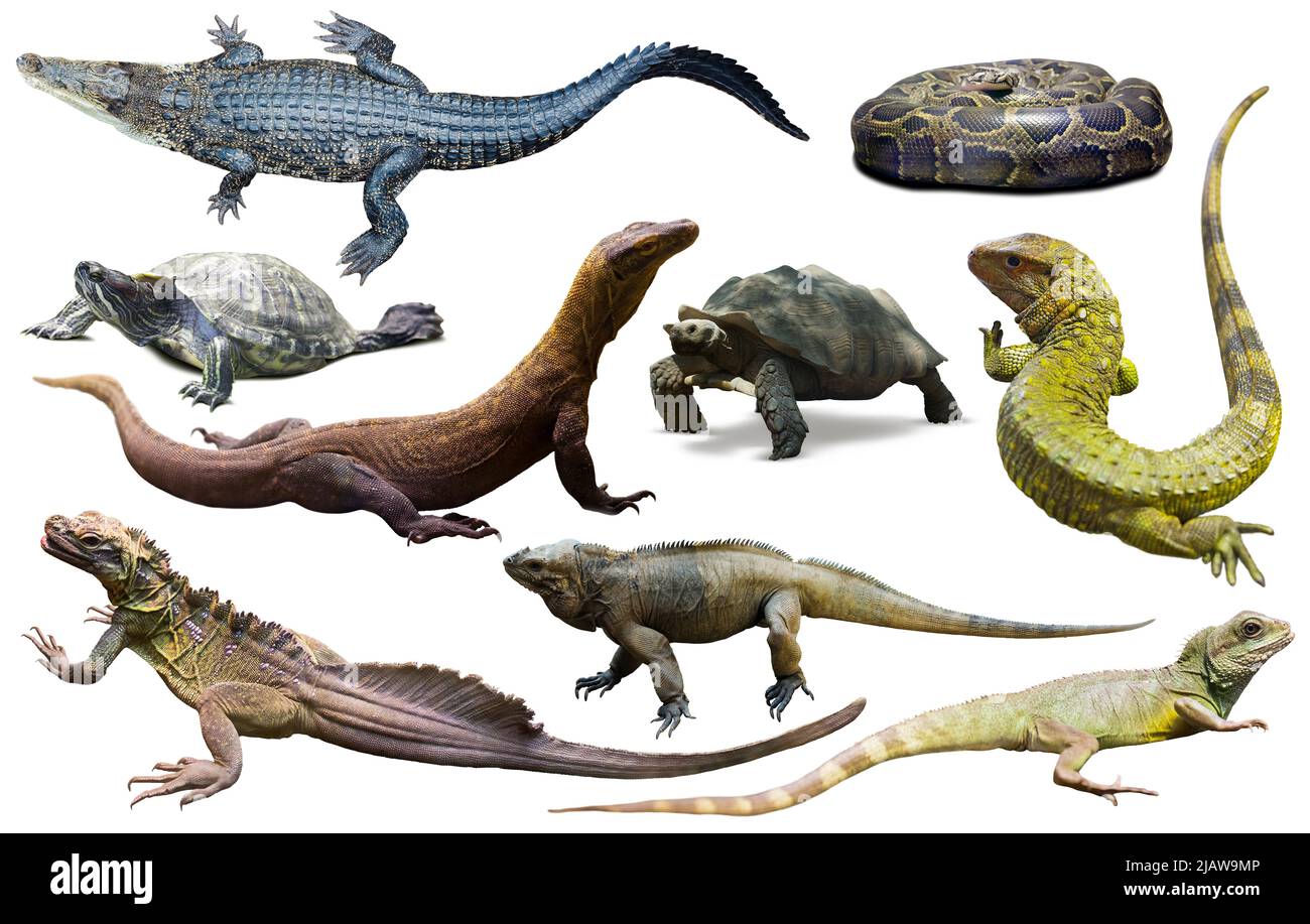 collection of reptiles Stock Photo - Alamy