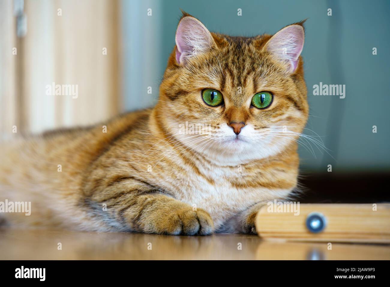Cute British Shorthair Kitten Stock Photo - Alamy