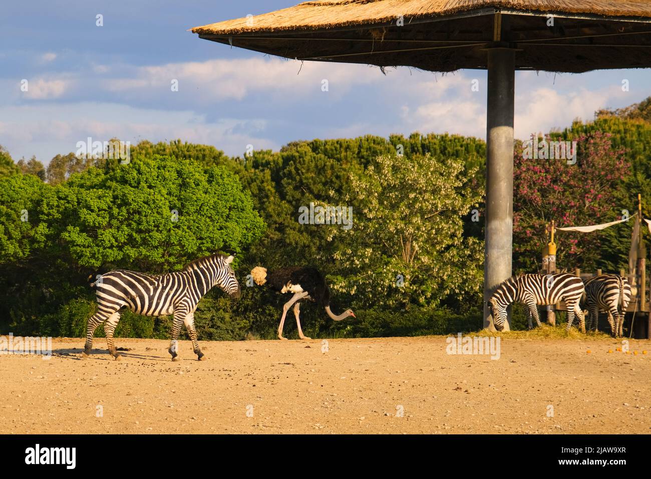 Zebra and ostrich in the wild life park. Izmir, Turkey Stock Photo - Alamy