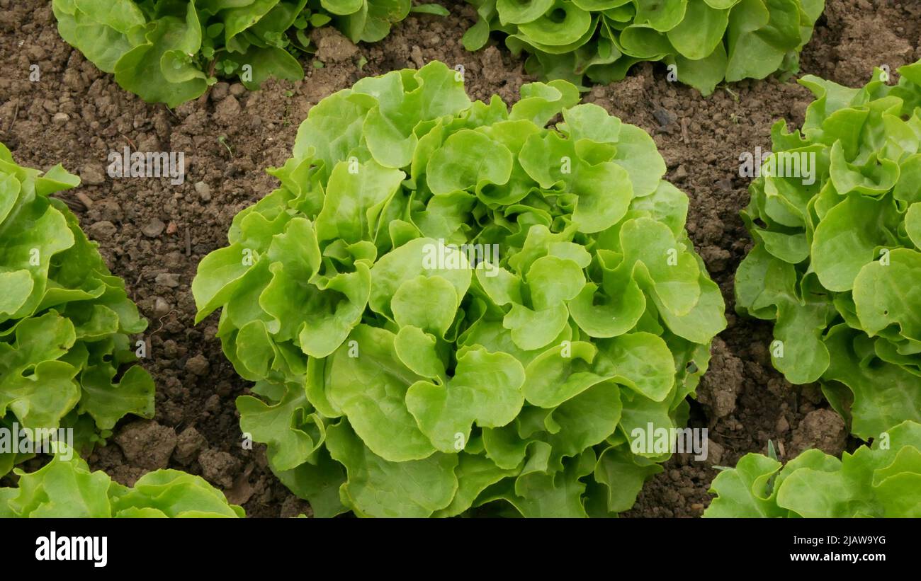 Bio green oakleaf harvest farmer farming greenhouse folio and ...