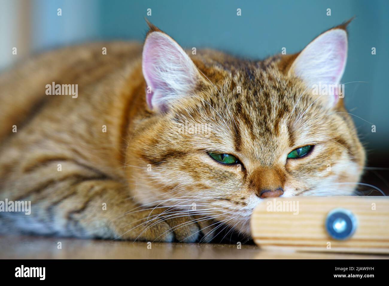 Cute British Shorthair Kitten Stock Photo - Alamy