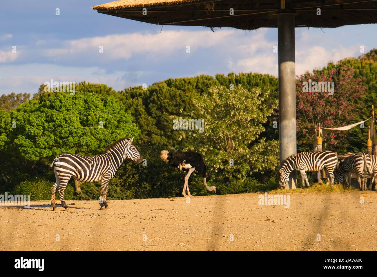 Zebra and ostrich in the wild life park. Izmir, Turkey Stock Photo - Alamy
