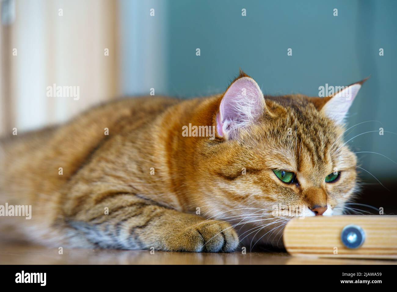 Cute British Shorthair Kitten Stock Photo - Alamy