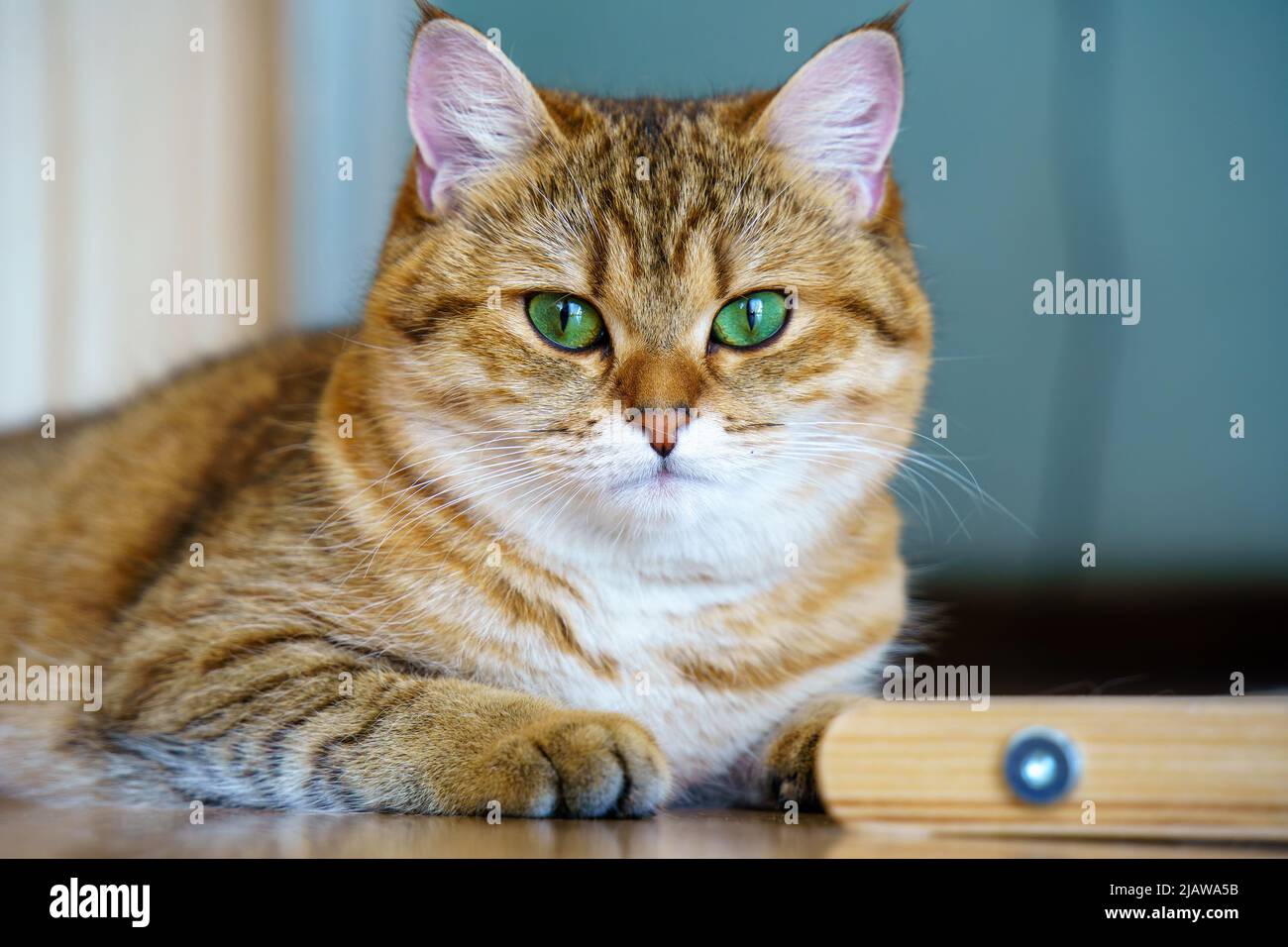 Cute British Shorthair Kitten Stock Photo - Alamy
