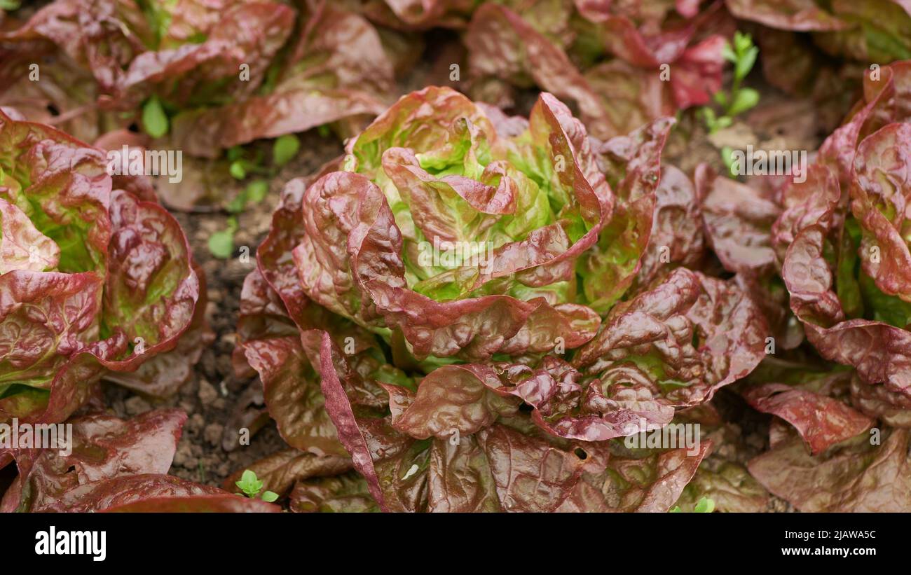 Bio butterhead harvest farmer farming greenhouse folio and agricultural ...