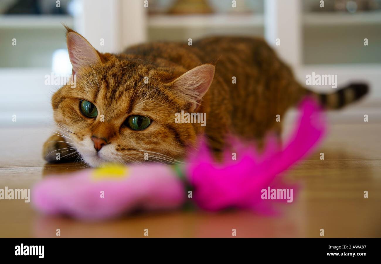 Cute British Shorthair Kitten Stock Photo - Alamy