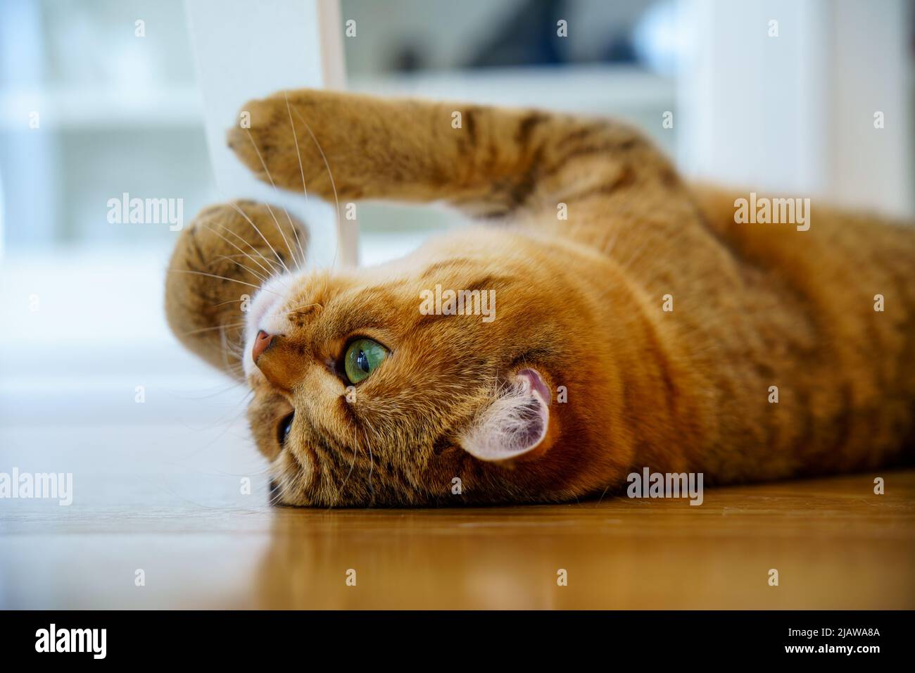 Cute British Shorthair Kitten Stock Photo - Alamy