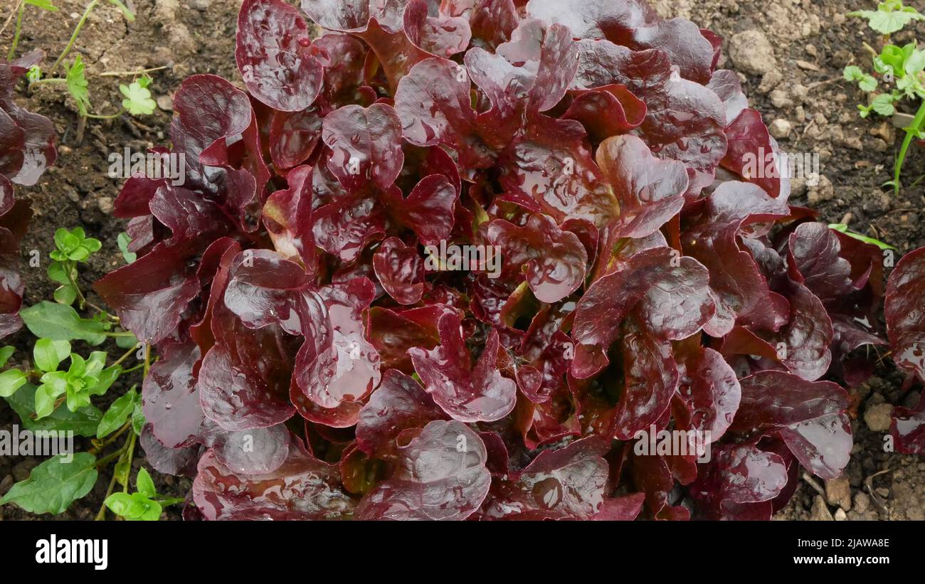 Bio red oakleaf harvest farmer farming greenhouse folio and ...