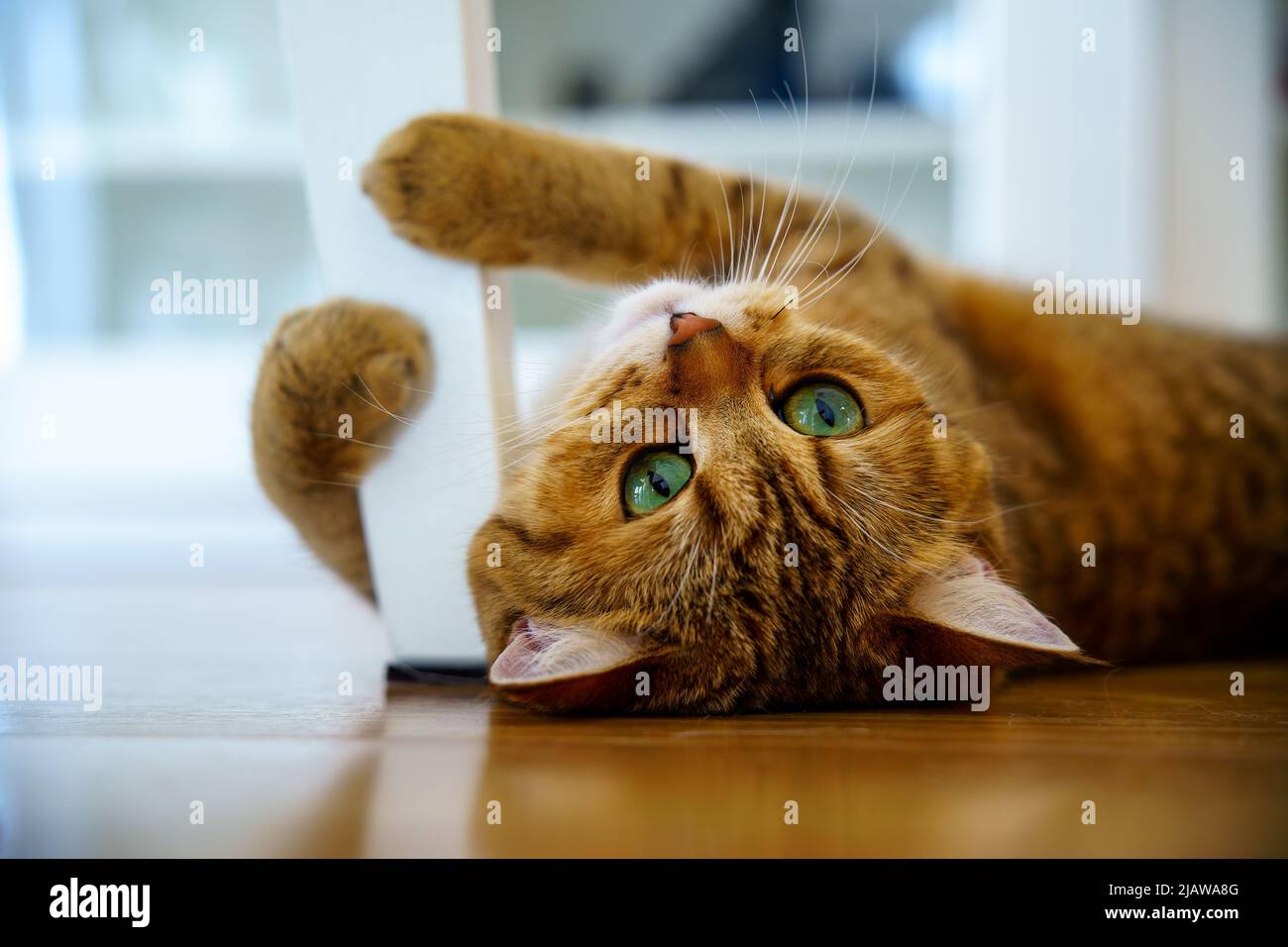 Cute British Shorthair Kitten Stock Photo - Alamy