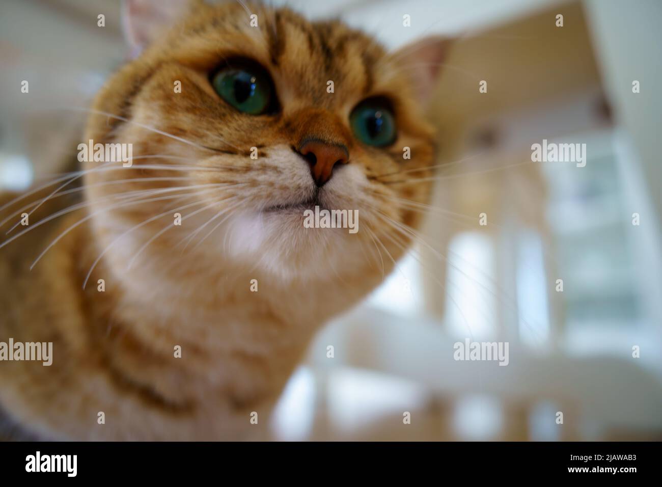 Cute British Shorthair Kitten Stock Photo - Alamy