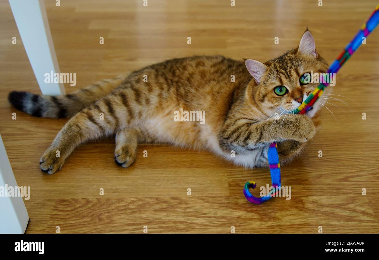 Cute British Shorthair Kitten Stock Photo - Alamy