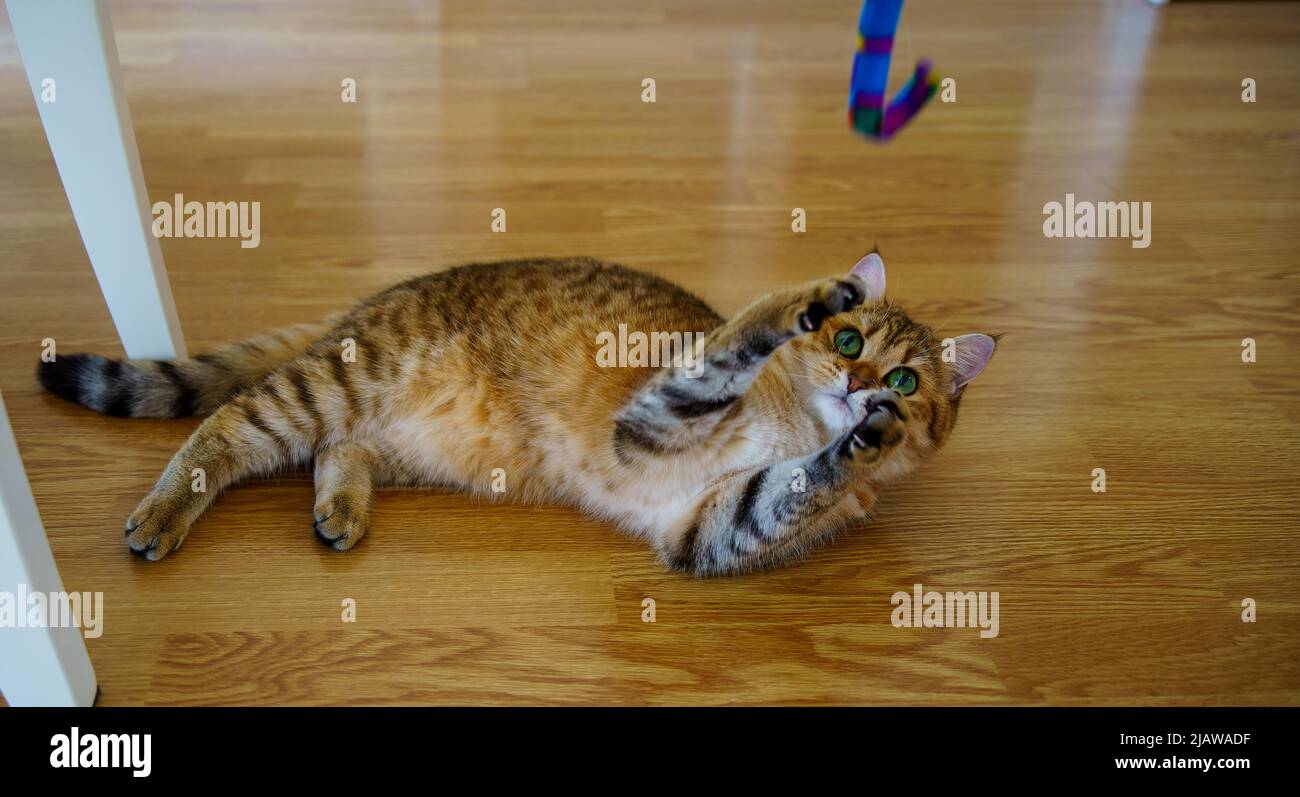 Cute British Shorthair Kitten Stock Photo - Alamy