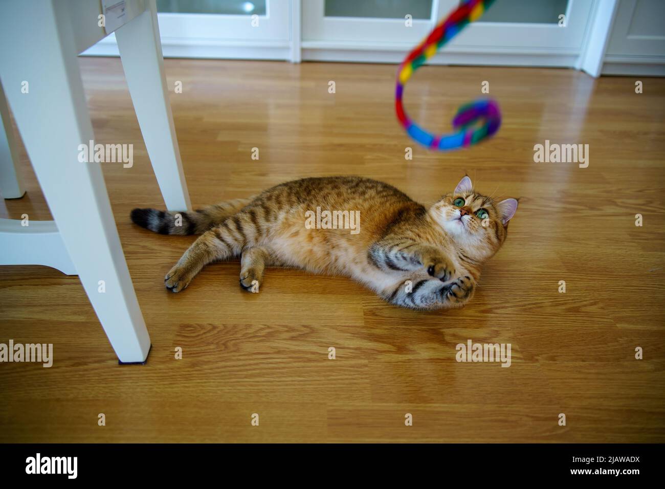 Cute British Shorthair Kitten Stock Photo - Alamy