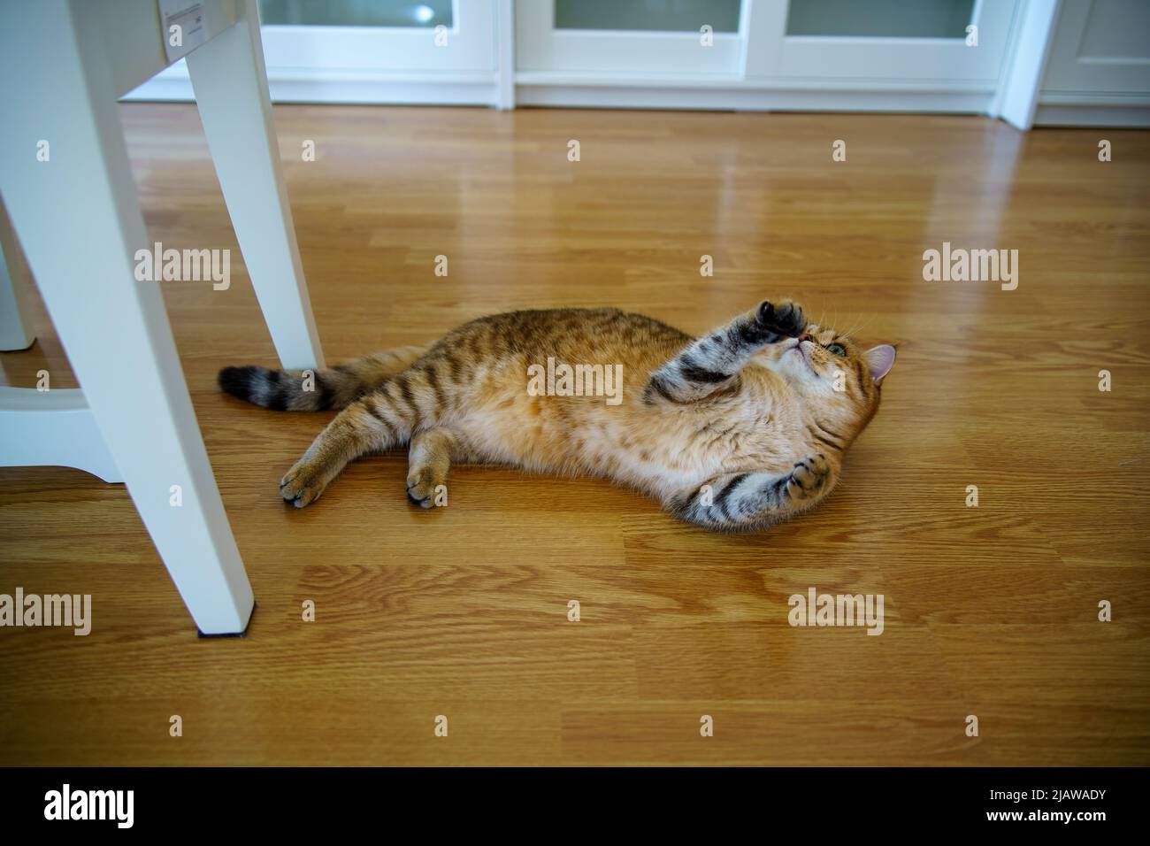 Cute British Shorthair Kitten Stock Photo - Alamy