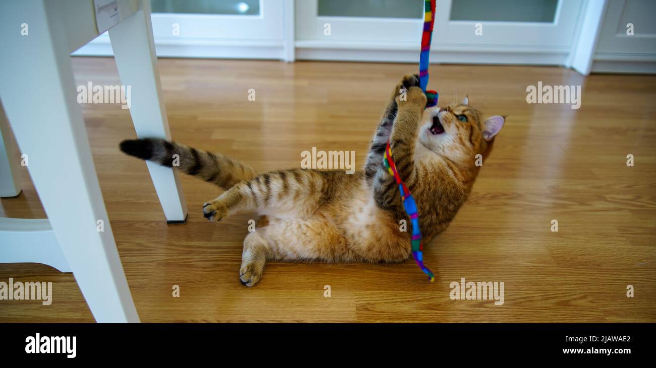 Cute British Shorthair Kitten Stock Photo - Alamy
