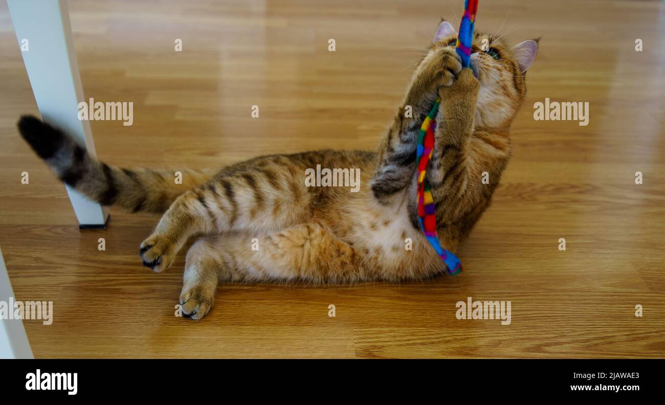 Cute British Shorthair Kitten Stock Photo - Alamy