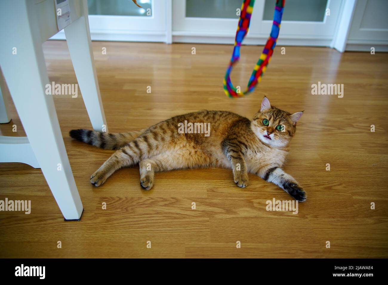 Cute British Shorthair Kitten Stock Photo - Alamy