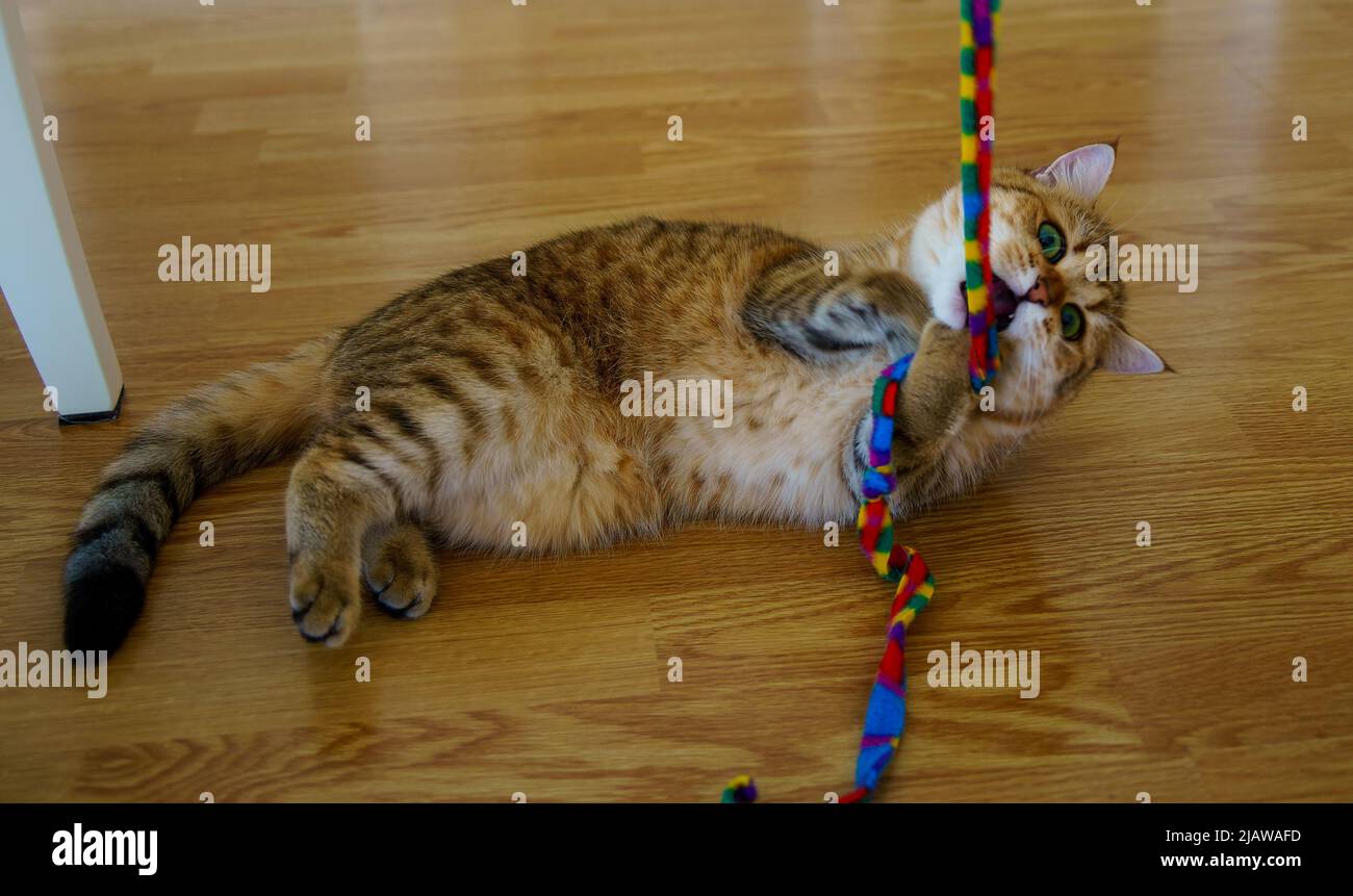 Cute British Shorthair Kitten Stock Photo - Alamy